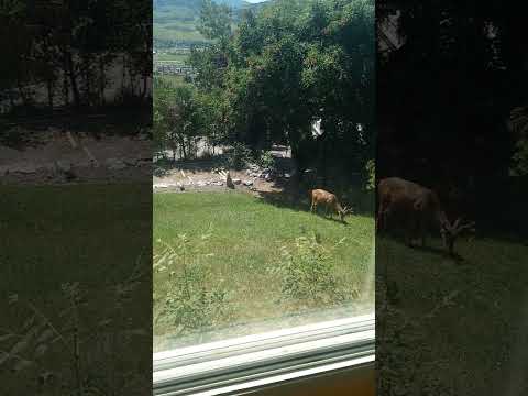 Vernon,BC