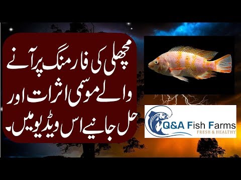 Introduction to fish Farming. Weather effects on Farm in Hindi/ Urdu with English Subtitles.