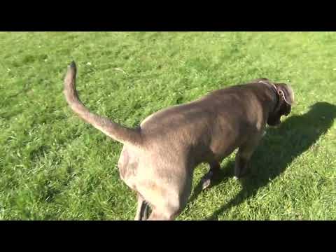 staffy dog's stormi looking for squirrels