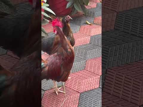 ഭാര്യ യുടെ അർഥം  ഏതാണ്  എന്ന്  അറിയുമോ 😄😃#shorts#funnyvideo #malayalam
