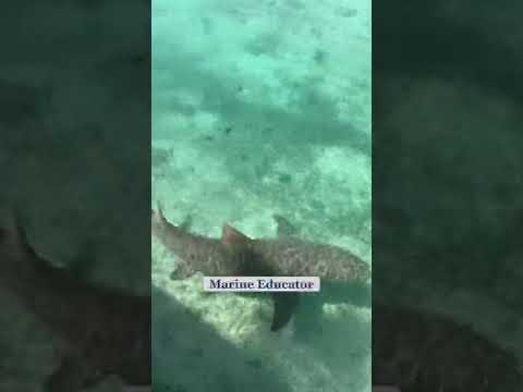 Jobs in Marine Science (Part 1) 🐠🤍