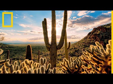 Desiertos 101 | National Geographic en Español
