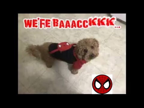We're Baaacckkk..New Home, New Wifi - Random Information - VOL. 5
