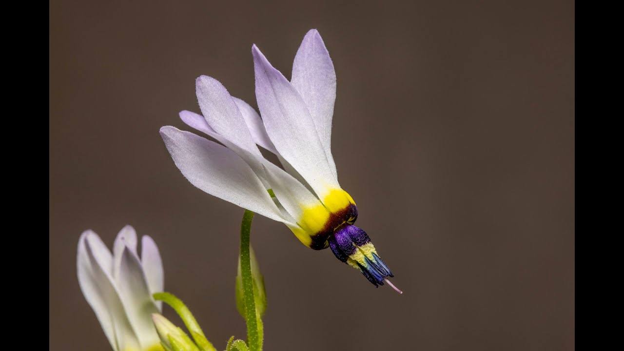 Primula (shooting stars) - Introduction & Identification