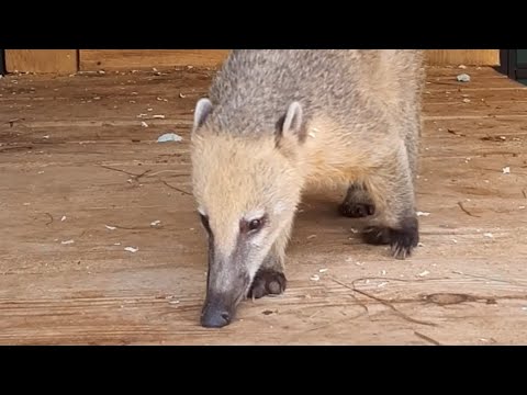 Funny Coatíes (Nasua) in the animal shelter