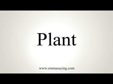 How To Pronounce Plant