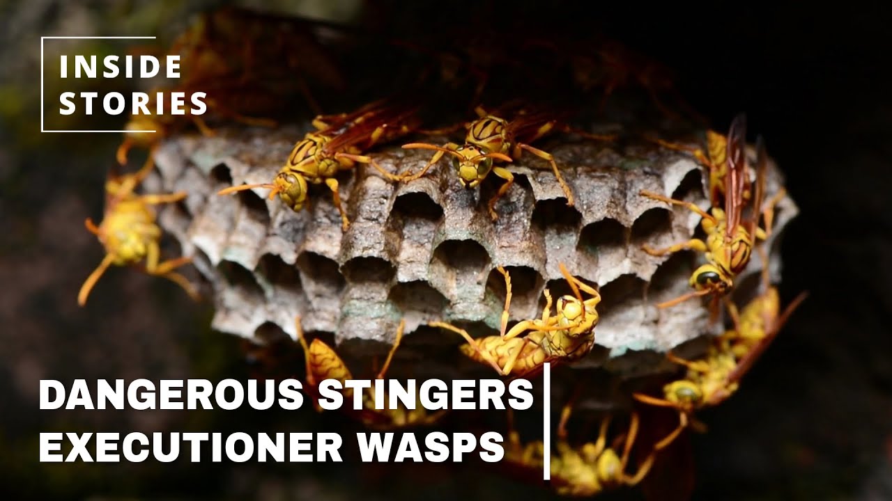 The Executioner Wasp | The King Of Sting