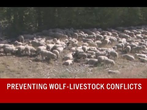 Human-wolf conflict in the U.S. | wildlife, wild life