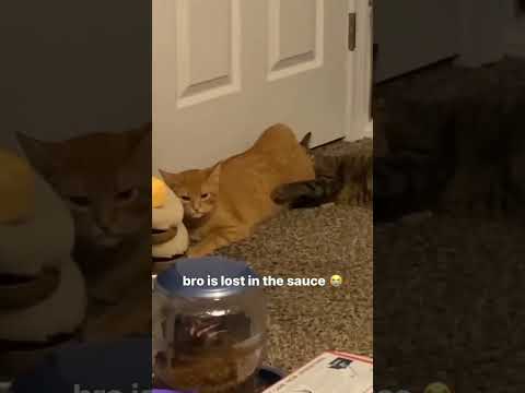 bro is lost in the sauce cat meme #prank #sus #cats #memes #funnyshorts #funnyvideo #funny