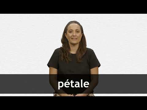 English Translation of “PÉTALE” | Collins French-English Dictionary