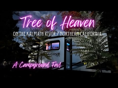 Tree of Heaven / On the Klamath River / California / A Campground Fav!