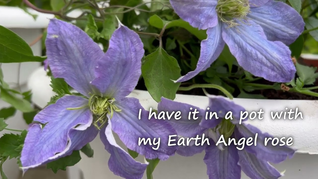 Best Blue Clematis I've Ever Seen: Rhapsody B Fretwell