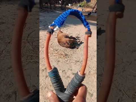 Gulel / Slingshot #shorts