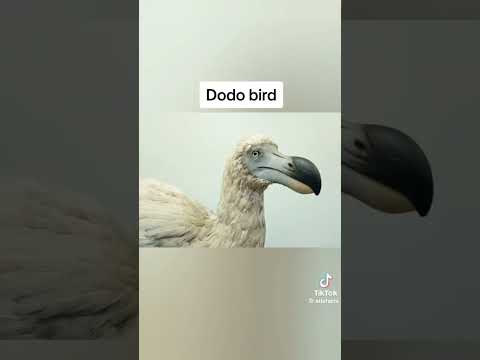 Dodo bird caught on camera #extinct # viral#short