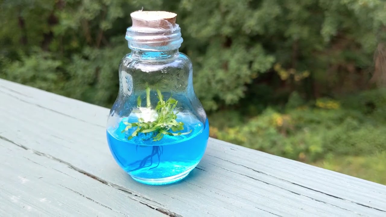 Venus Flytrap B52 Mericlone 