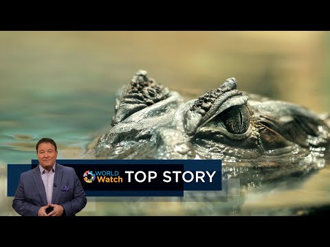Top Story | What in the Word: Crocodile Tears