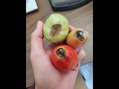 Jack'd Up Gardening #16 - Blossom End Rot