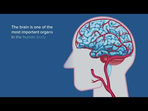 Decoding the Blood Brain Barrier