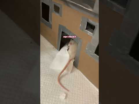 My Pet Rats Love Tissues