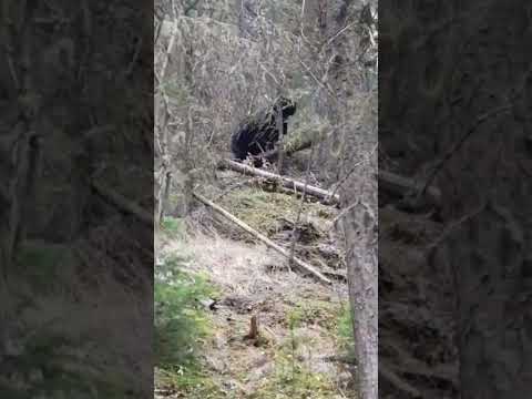 Meeting a Grizzly Bear