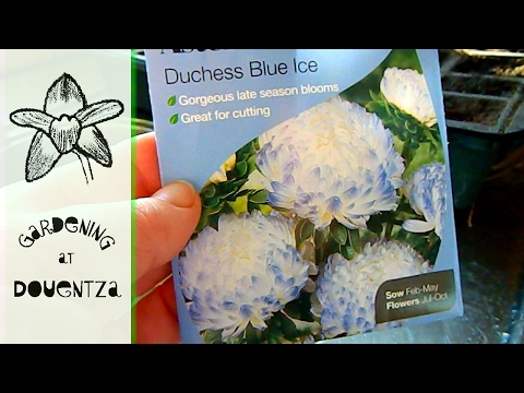 How I Sow Half Hardy or Tender Annuals - blue China asters