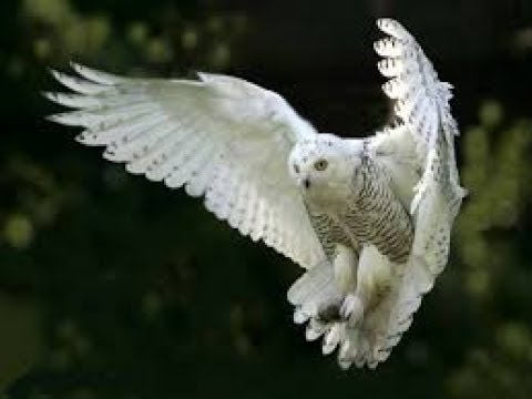 I Just Saw A White Owl! Here's What That Means!