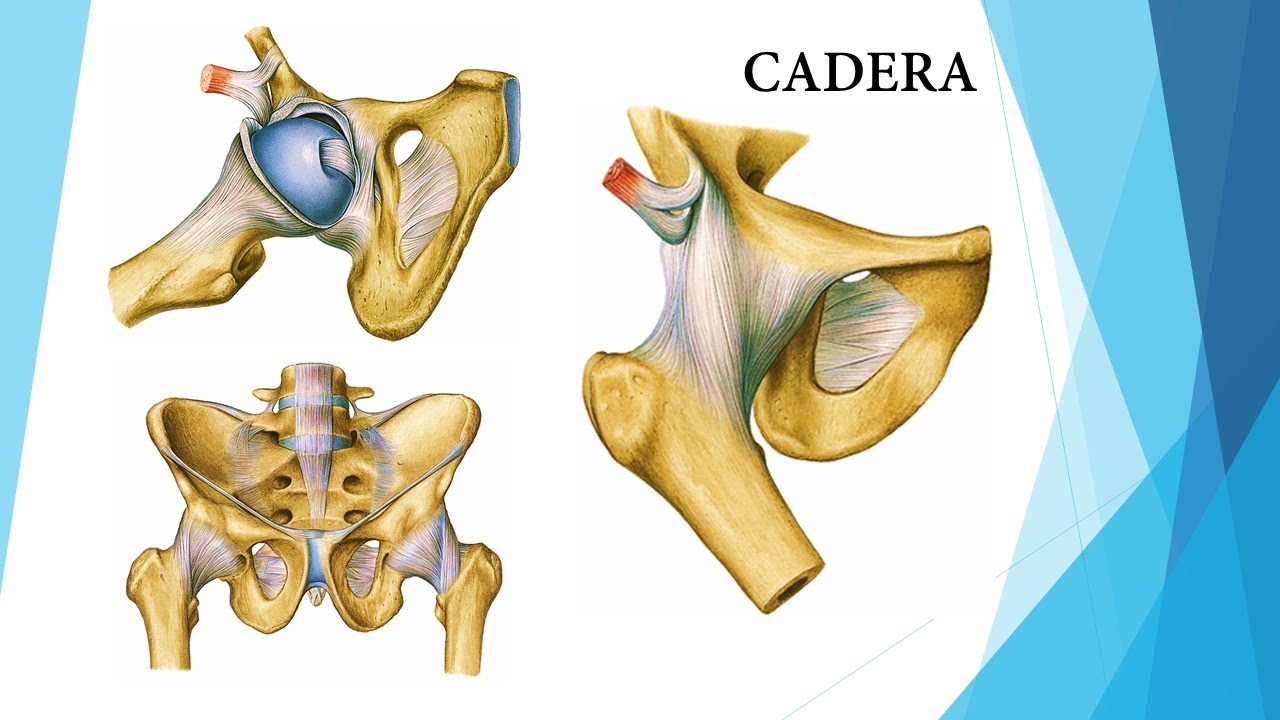 Artrocinemática Cadera