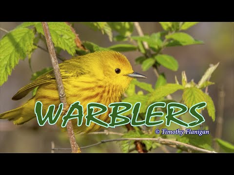 WARBLERS