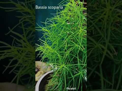 Bassia scoparia #Kochi