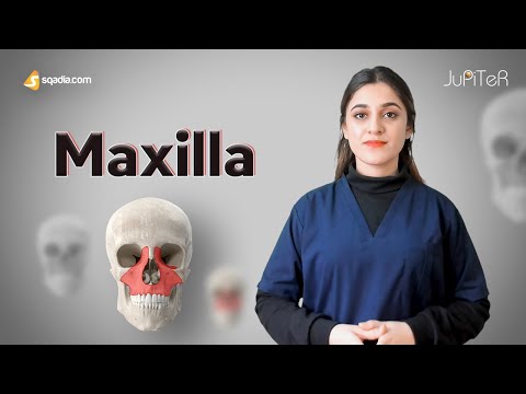 Maxilla Bone Location and Function Anatomy Lecture for Medical Students Learning