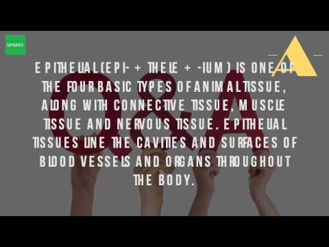 What Is The Definition Of Epithelial Tissue?