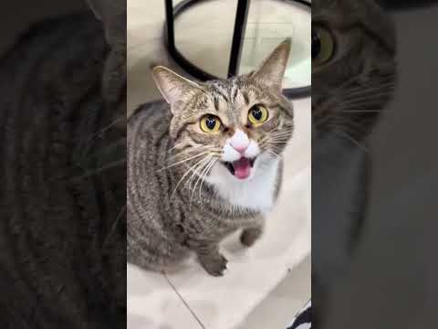 The Cat Language - Meow