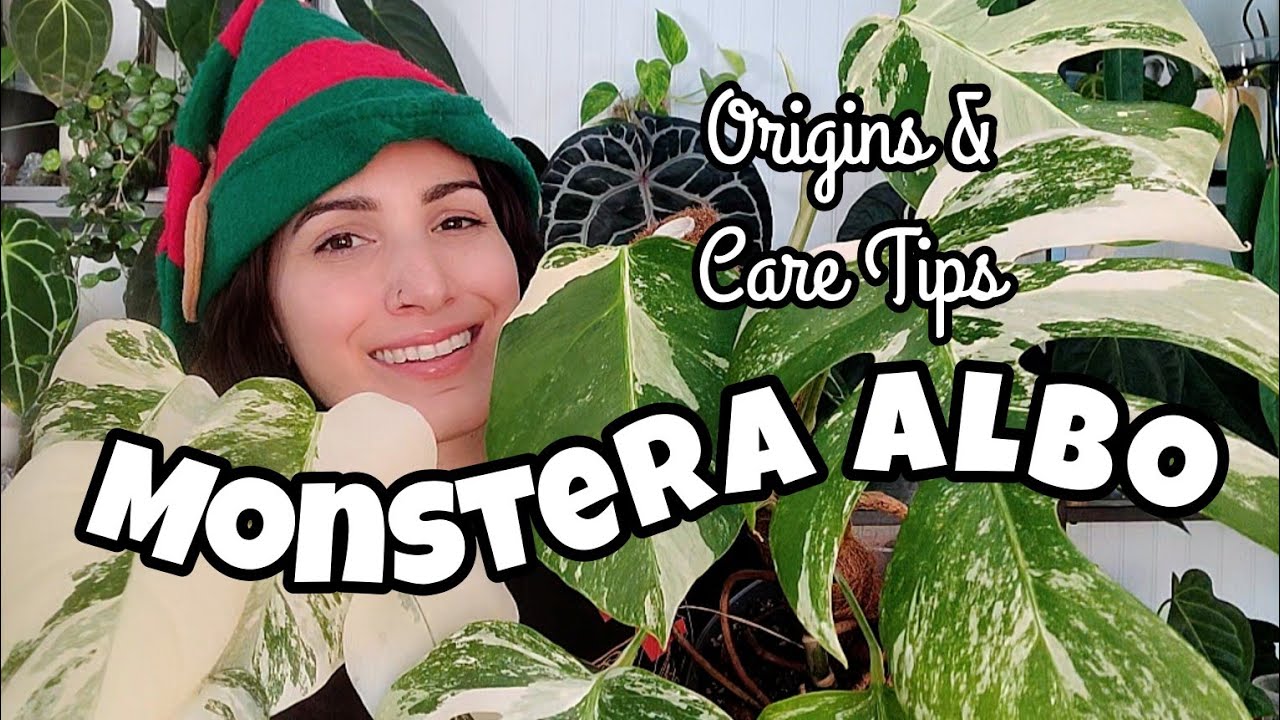 Monstera deliciosa 'Albo Borsigiana' Care Tips! 🌿 12 Days of Plantmas Day 9 🎄✨️