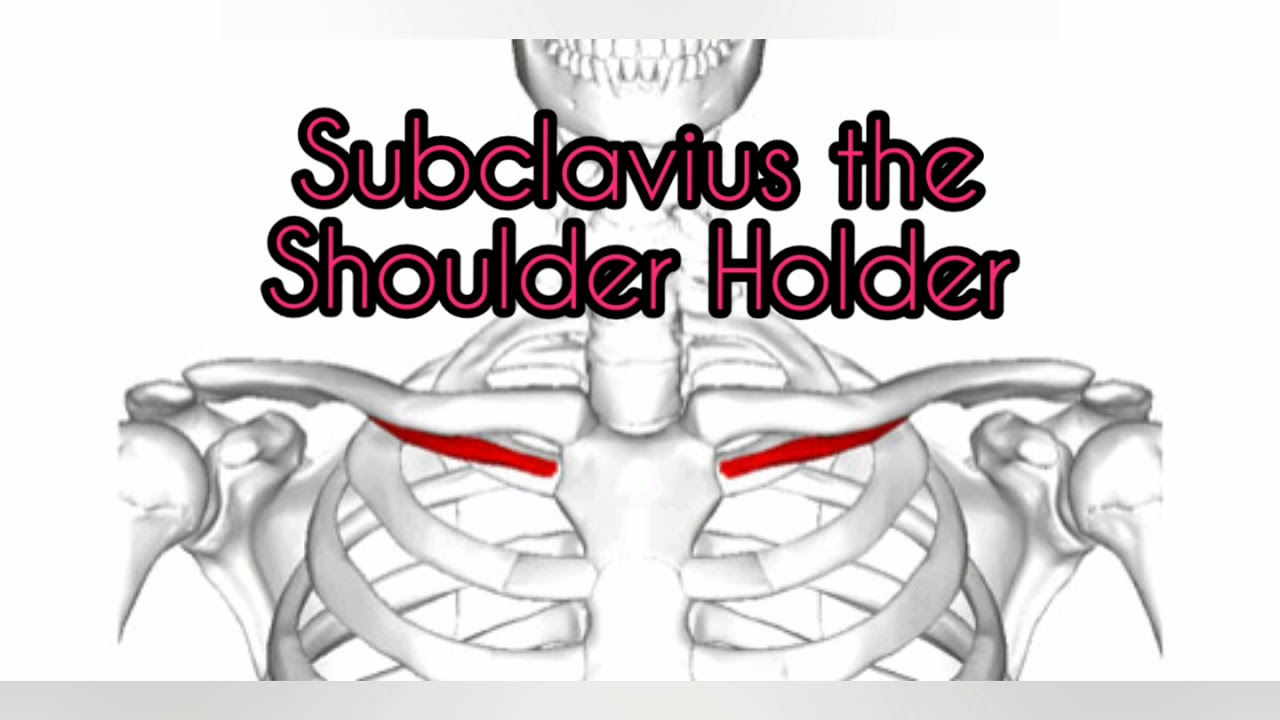 Subclavius - Anatomy Fundamentals