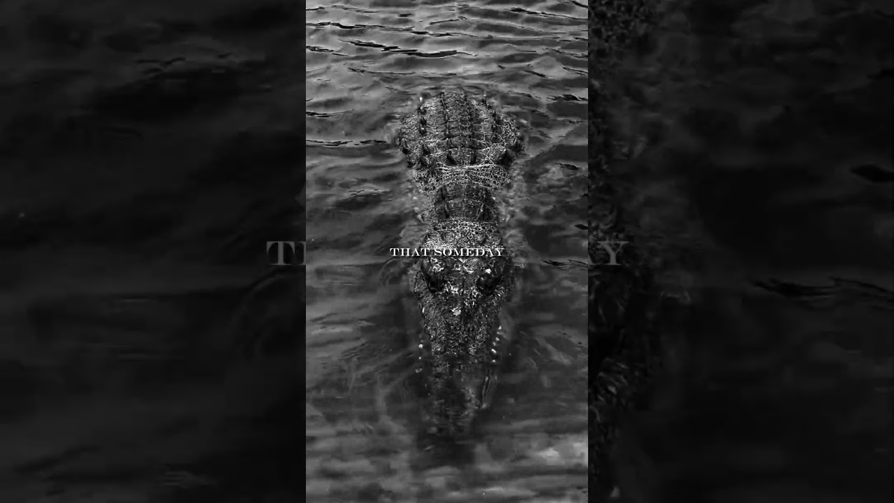 🐊🪙 Motivational Crocodile Quote