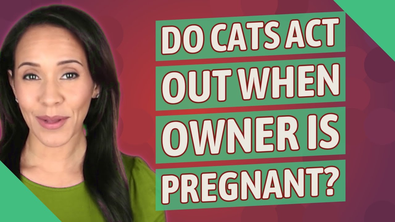 Do cats act out when owner is pregnant?