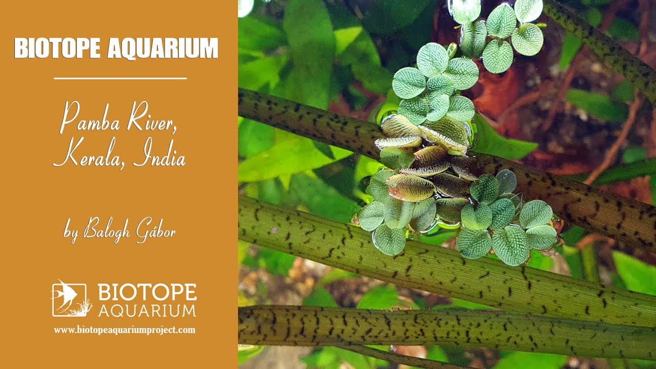 Pamba River, Kerala, India - BAP