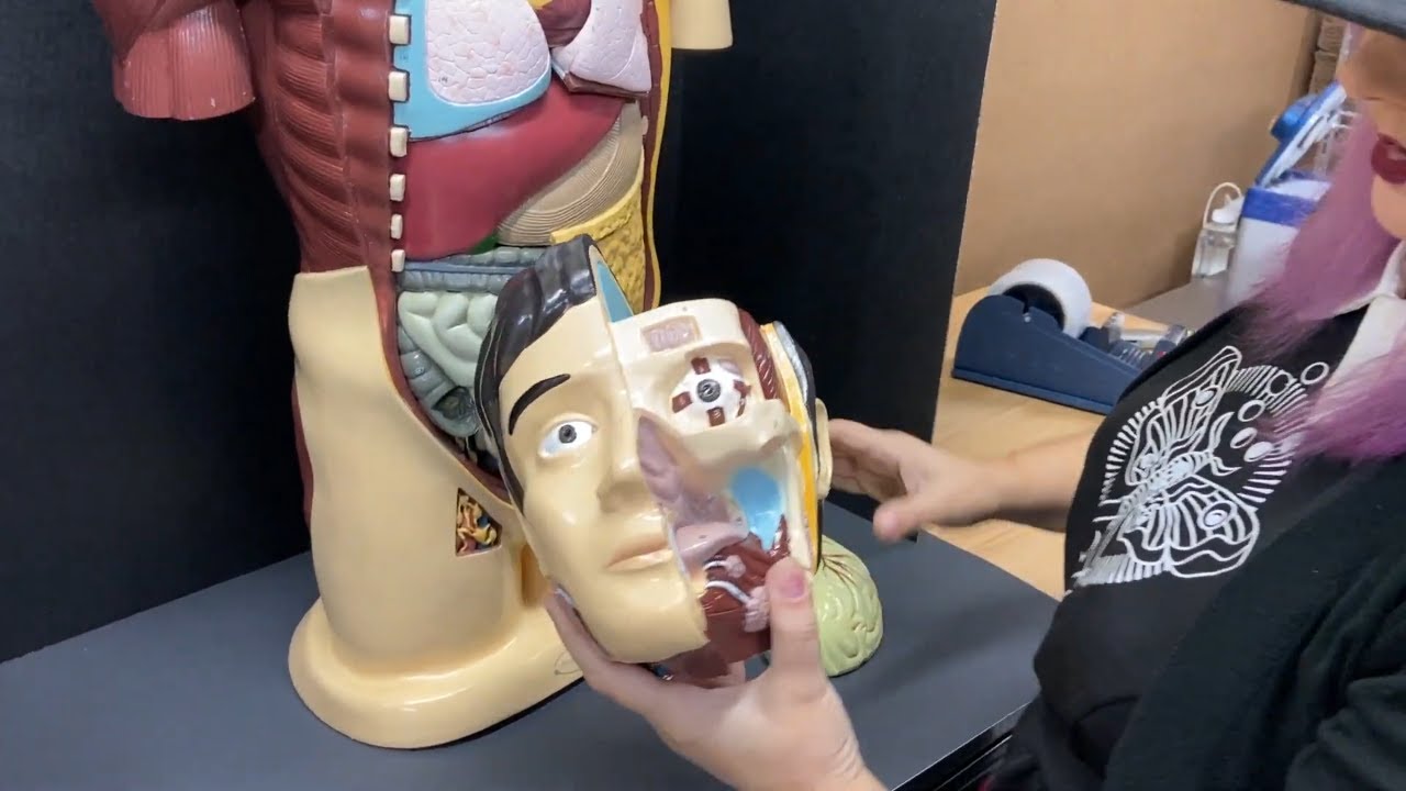 Frey Scientific Full Size Human Anatomy Torso Model