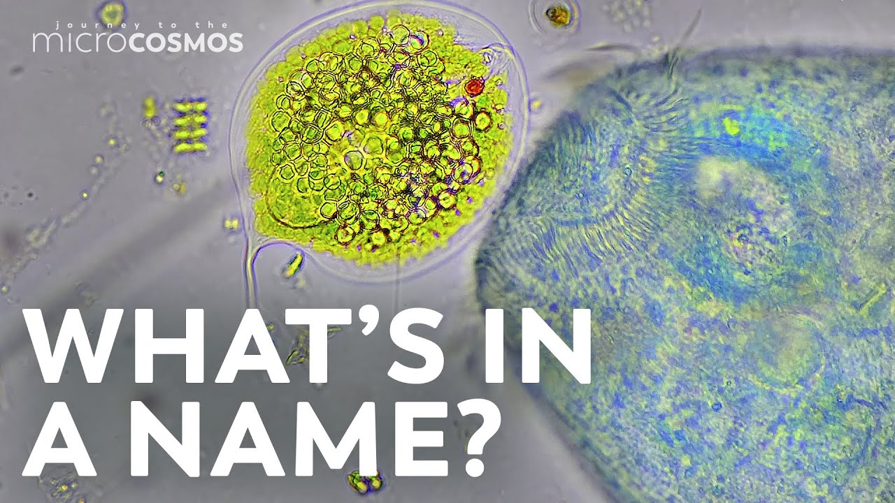 How to Name a Microbe