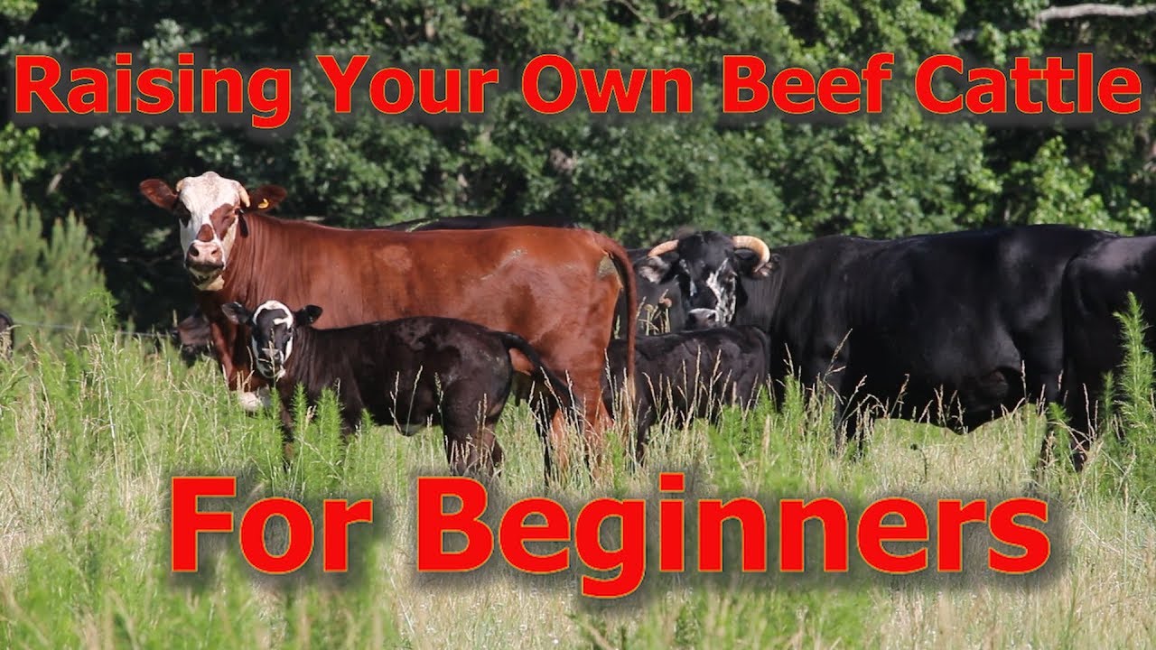 Raising Your Own Beef Cattle For Beginners