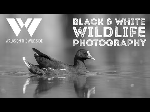 Why isn't there more black and white wildlife photography? Black and white birding with water birds.