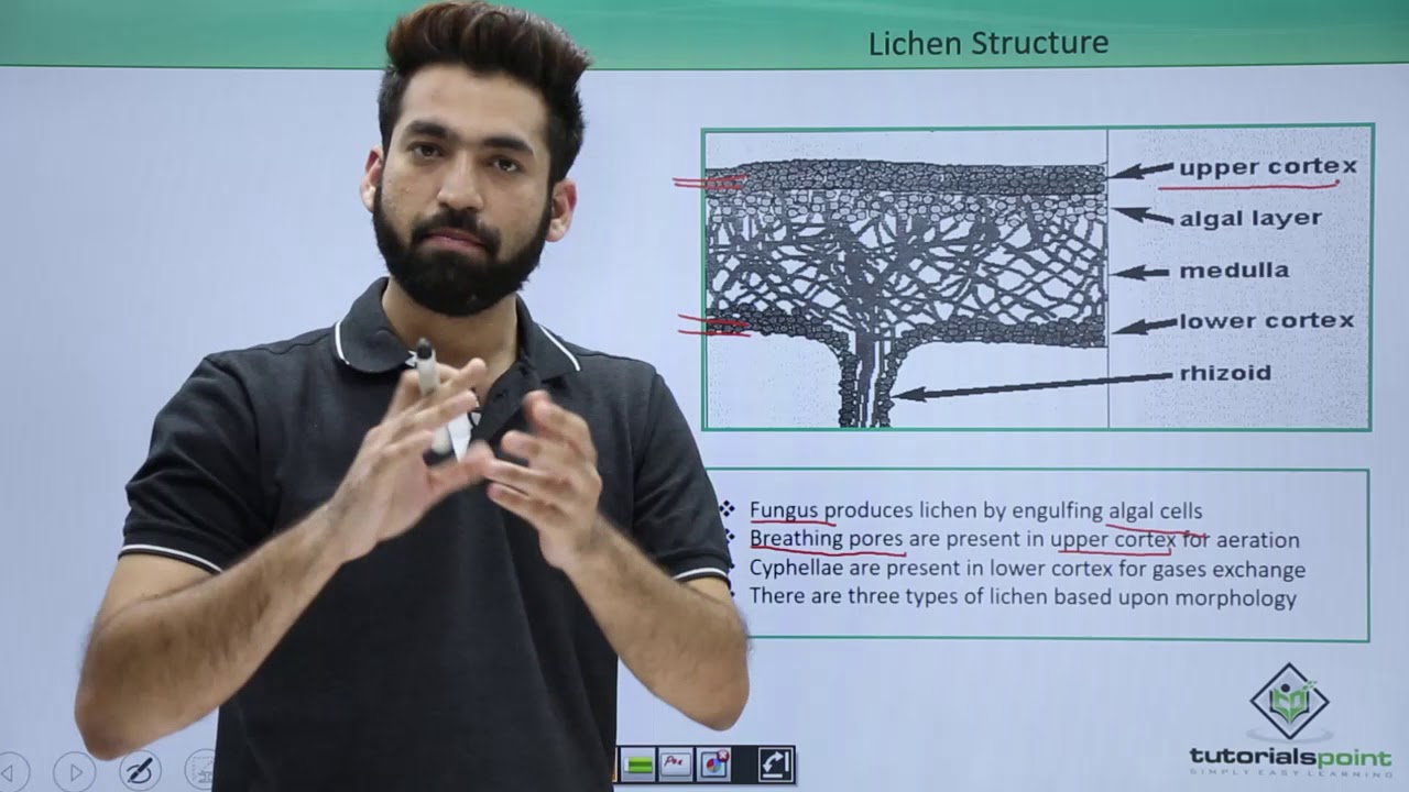 Class 11th – Lichens – Structure | Biological Classification | Tutorials Point