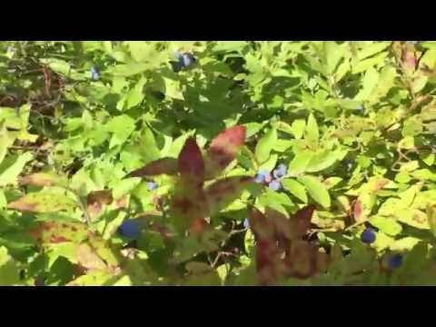 Wild Maine Blueberries
