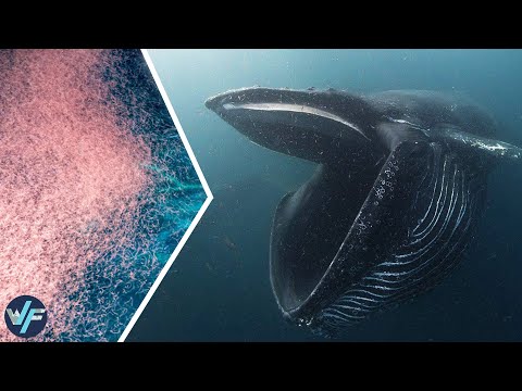 This Is Why The Whales Get So Big When They Feed On Plankton