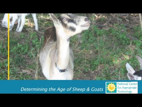Determining the Age of Sheep and Goats