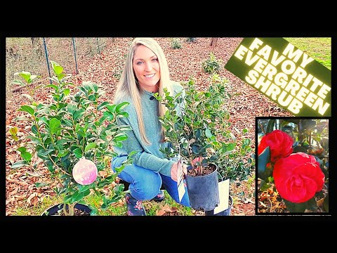 How To Grow Camellias | Camellia Japonica vs Sasanqua