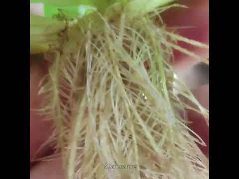 Aquatic plant - Pistia Sp. | Water lettuce