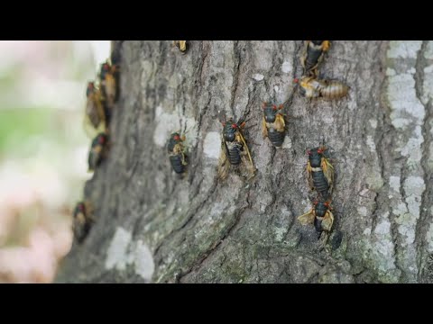 Cicadas and telling time | Broods emerge in NC