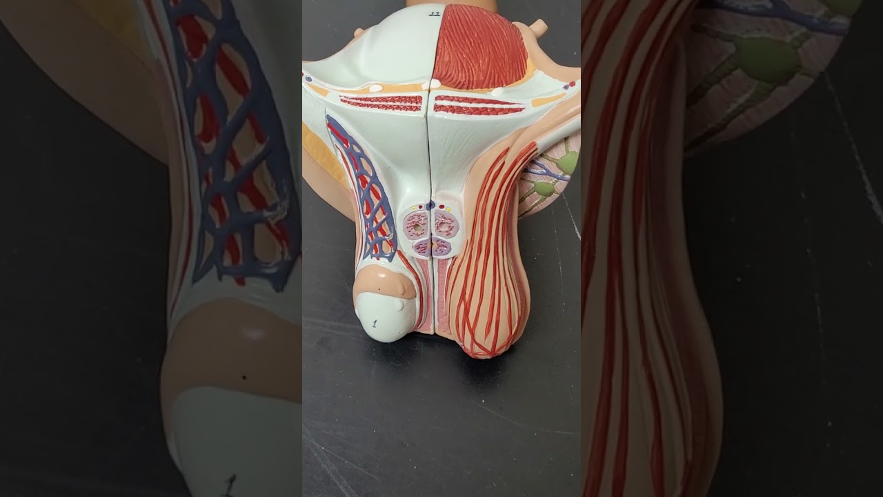Corpus Cavernosum and Spongiosum
