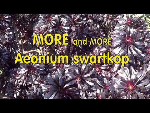 The Plant Traveller: More Aeonium swartkop